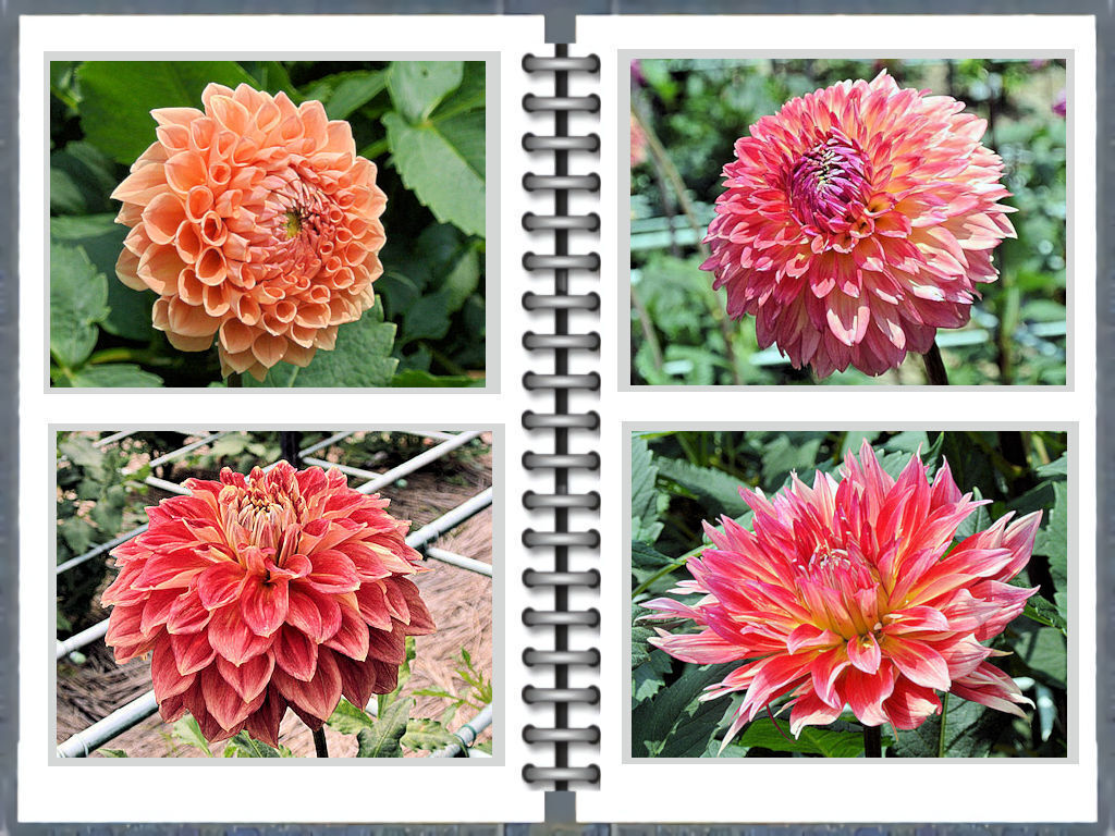 A(1813) 画像お遊び: maechan