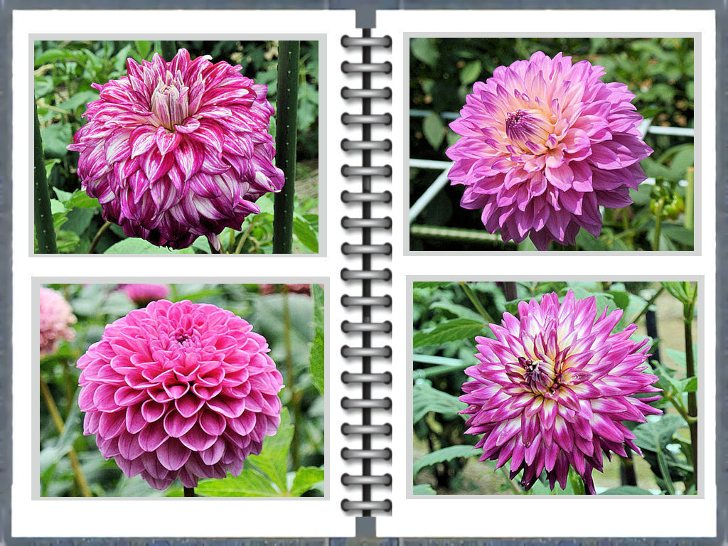 A(1813) 画像お遊び: maechan