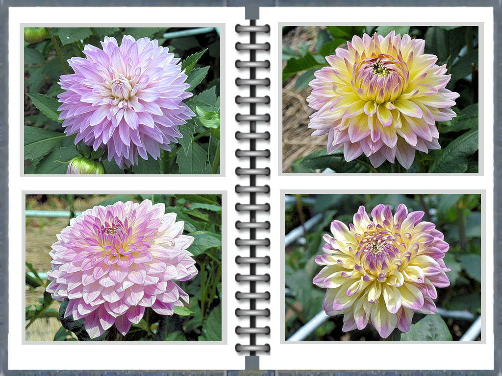 A(1817) アルバム素材集ー23: maechan