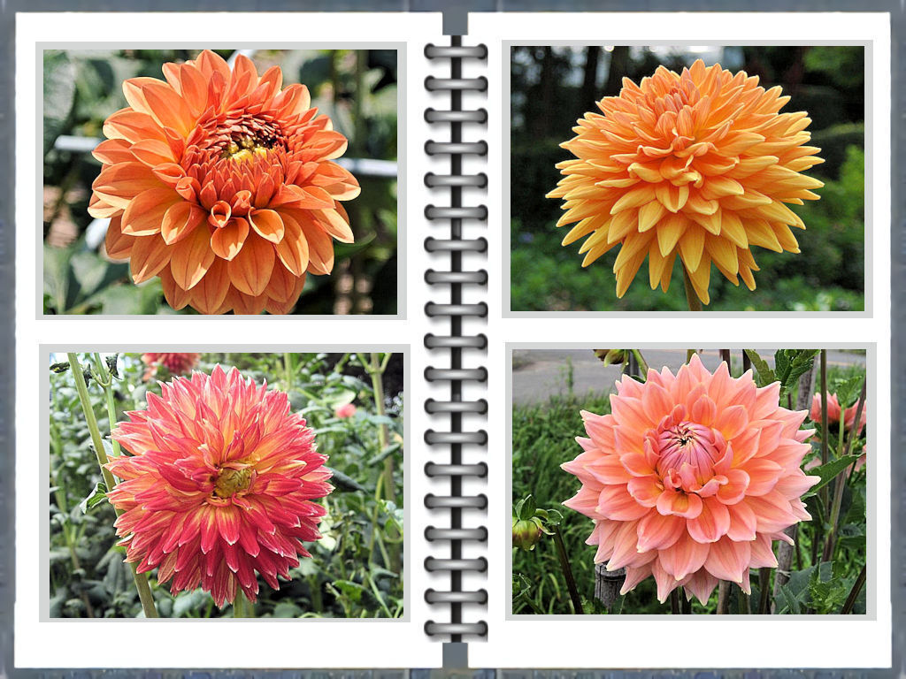 A(1817) アルバム素材集ー23: maechan