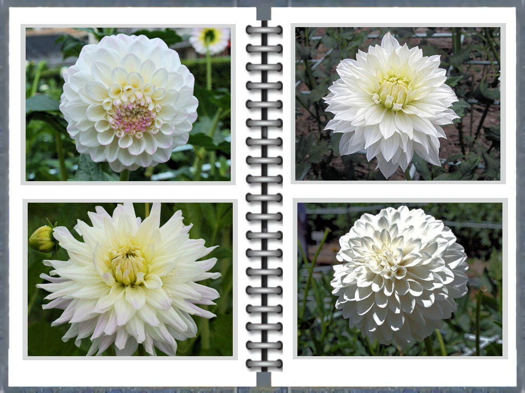 A(1814) 画像お遊び: maechan