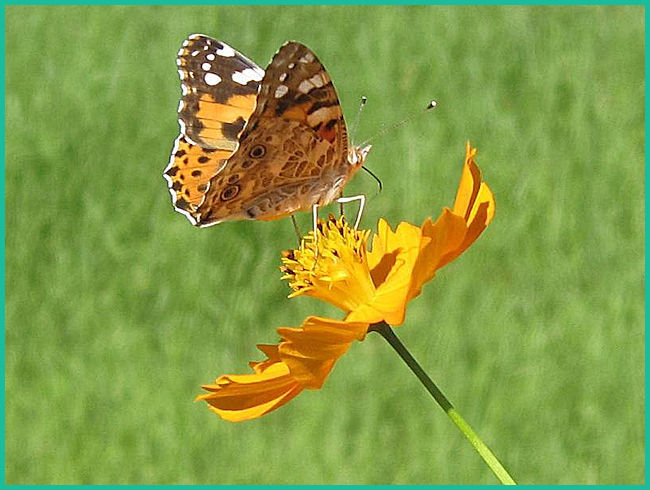 A(2425) 画像お遊び 雑ー5: maechan