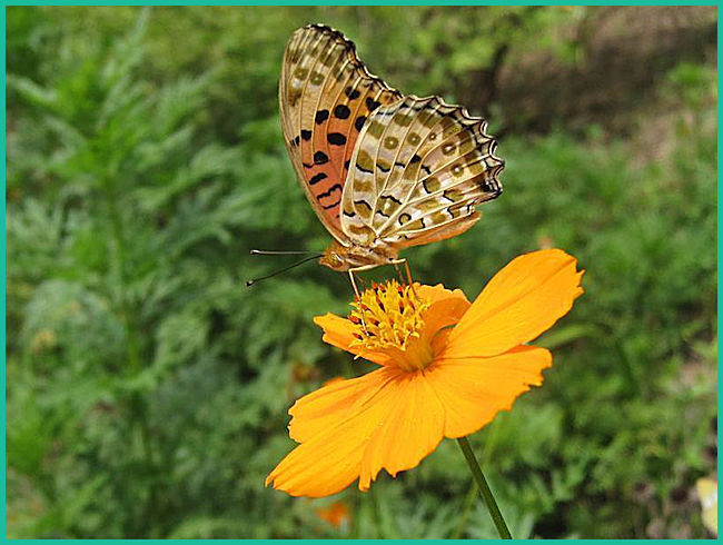 A(2425) 画像お遊び 雑ー5: maechan