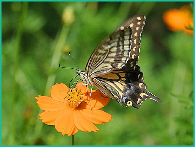 A(2425) 画像お遊び 雑ー5: maechan