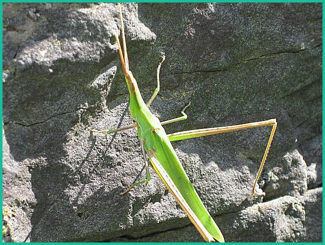 A(2425) 画像お遊び 雑ー5: maechan