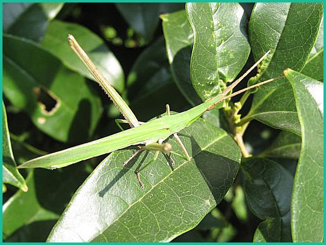 A(2425) 画像お遊び 雑ー5: maechan