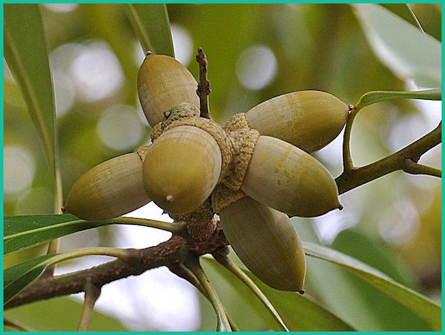 A(1867) 画像お遊び: maechan