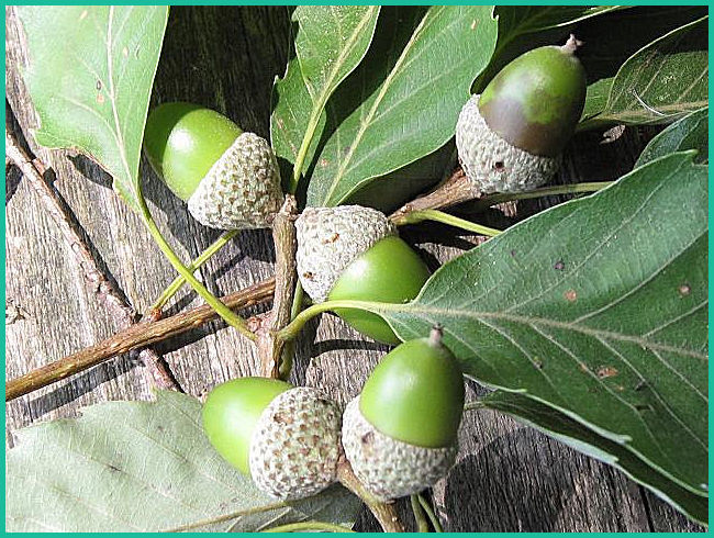 A(1867) 画像お遊び: maechan