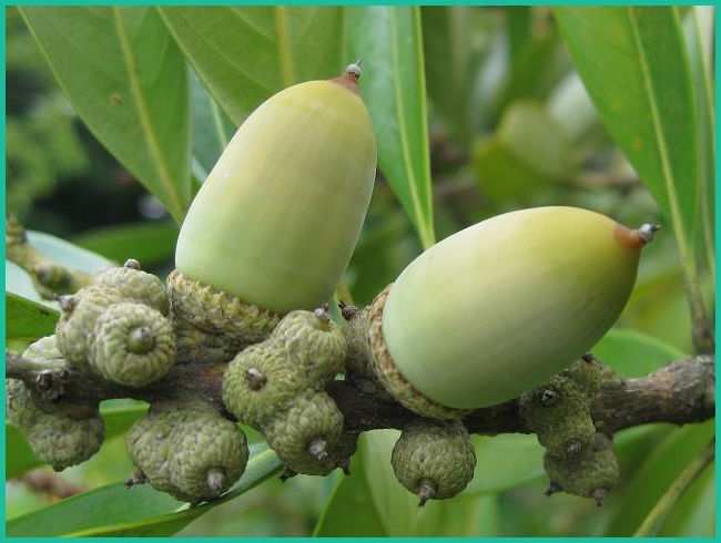 A(1867) 画像お遊び: maechan