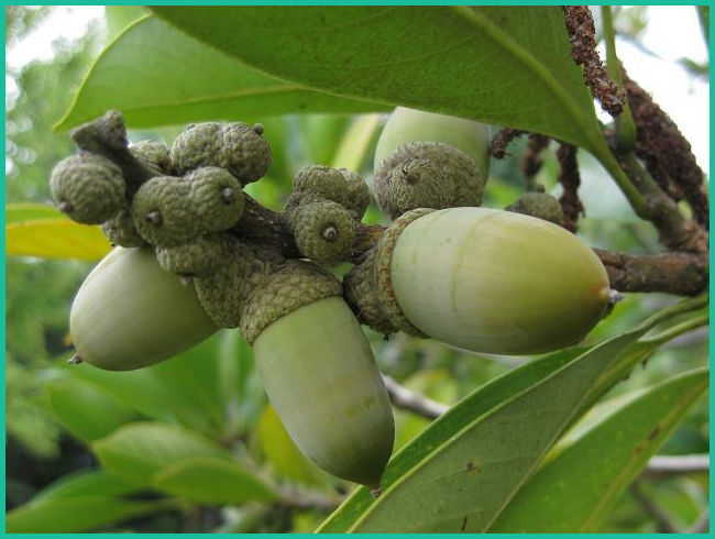 A(1867) 画像お遊び: maechan