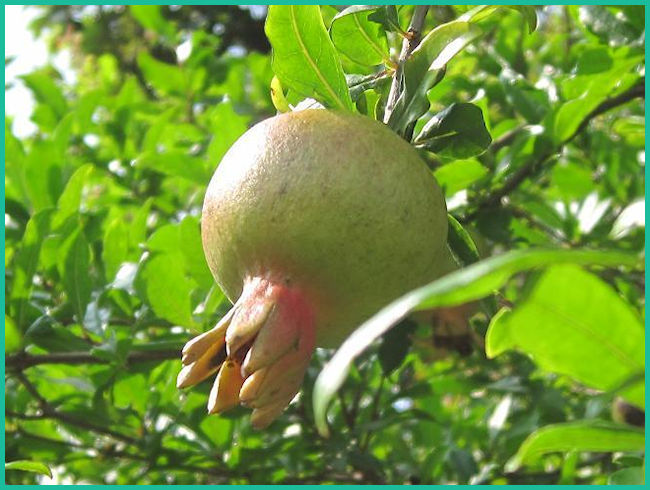 A(1867) 画像お遊び: maechan