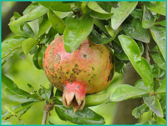 A(1867) 画像お遊び: maechan