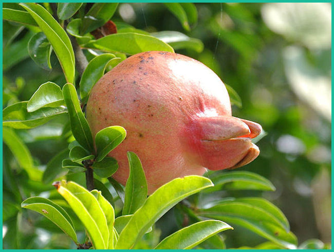 A(1867) 画像お遊び: maechan