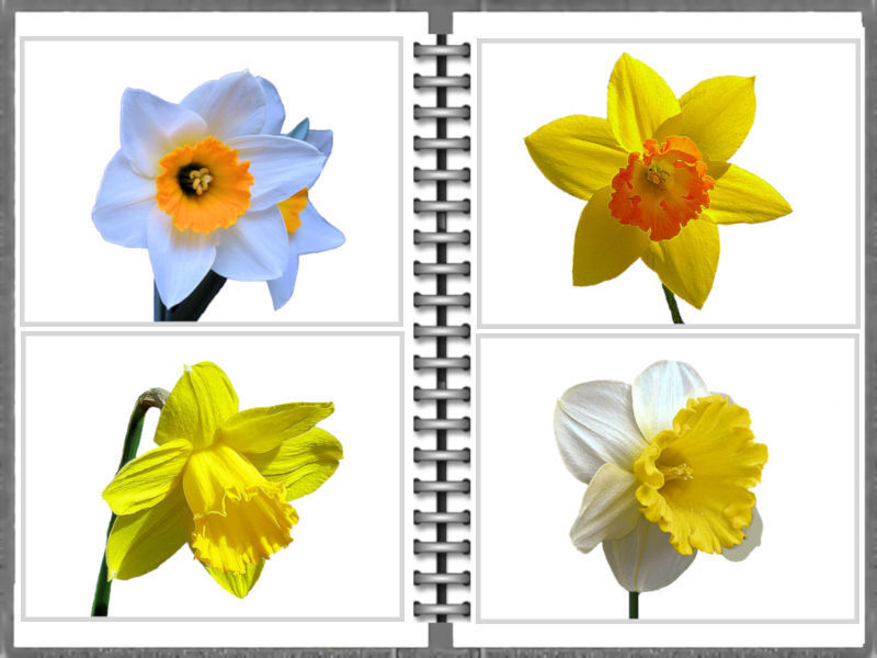 A(1941) 画像お遊び: maechan