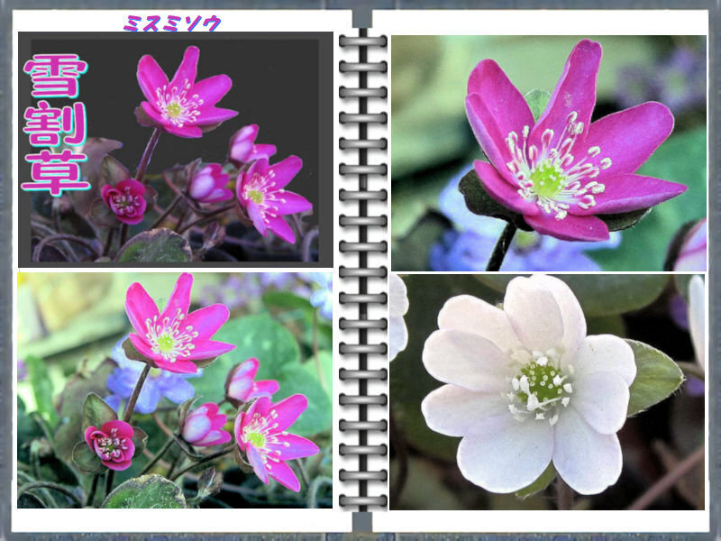 A(1947) 画像お遊び: maechan