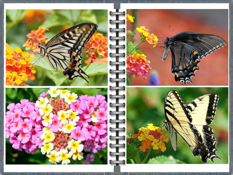 A(1948) 画像お遊び: maechan