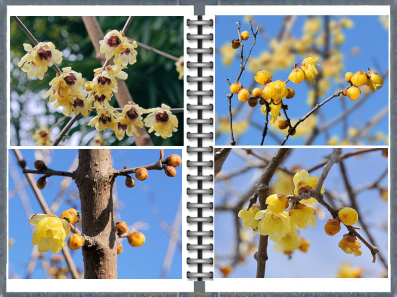 A(1955) アルバム素材集ー32: maechan