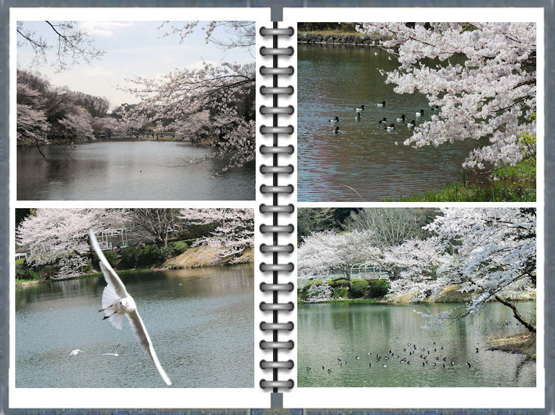 A(1999) アルバム素材集ー39: maechan