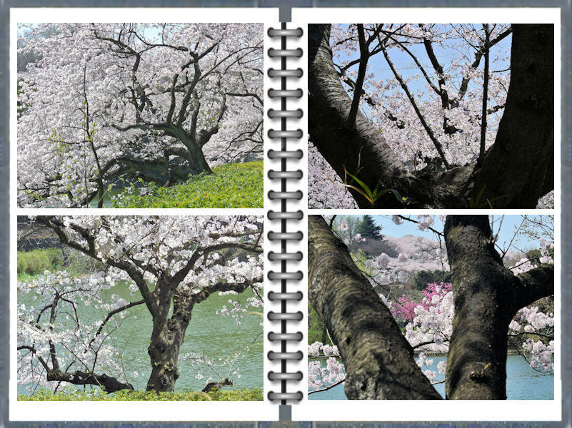 A(1999) アルバム素材集ー39: maechan