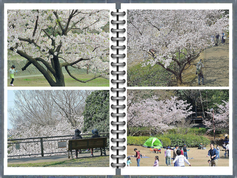 A(1999) アルバム素材集ー39: maechan