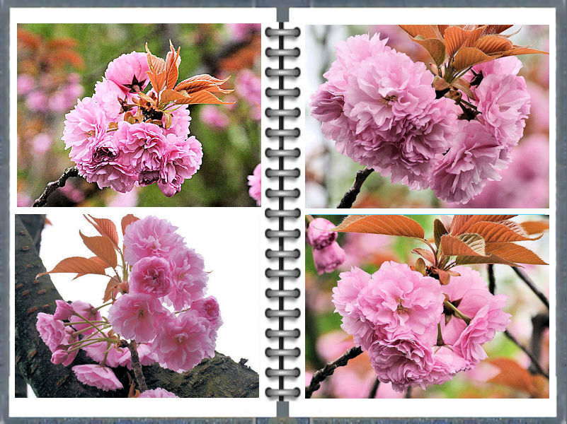 A(1996) 画像お遊び: maechan