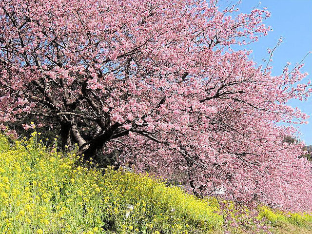 A(1399) 画像お遊び: maechan