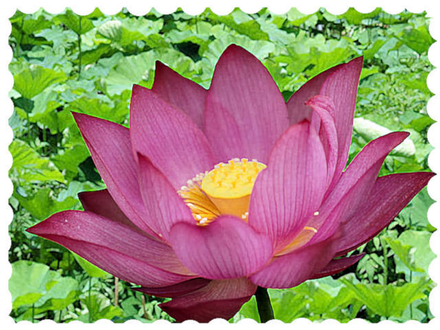 A(1500) 画像お遊び: maechan