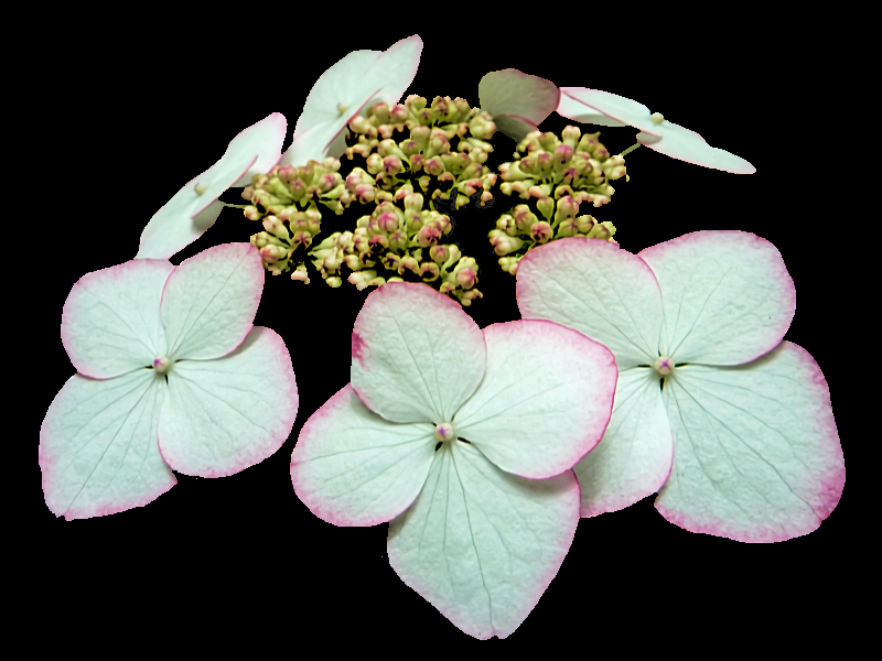 A(1903) 画像お遊び PNG画像集: maechan