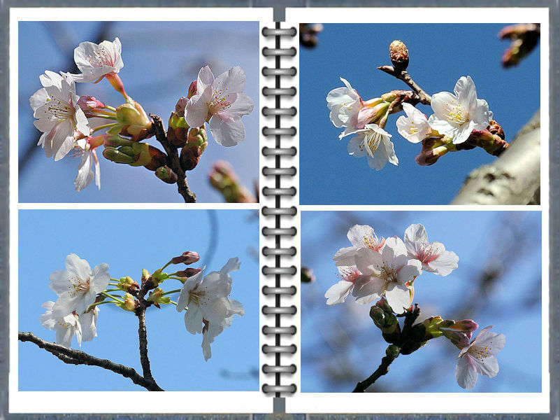 A(2002) 画像お遊び: maechan