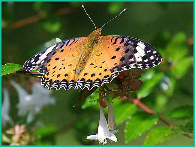 A(2423) 画像お遊び 雑ー3: maechan