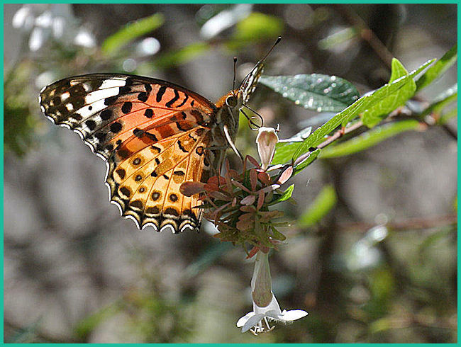 A(2423) 画像お遊び 雑ー3: maechan