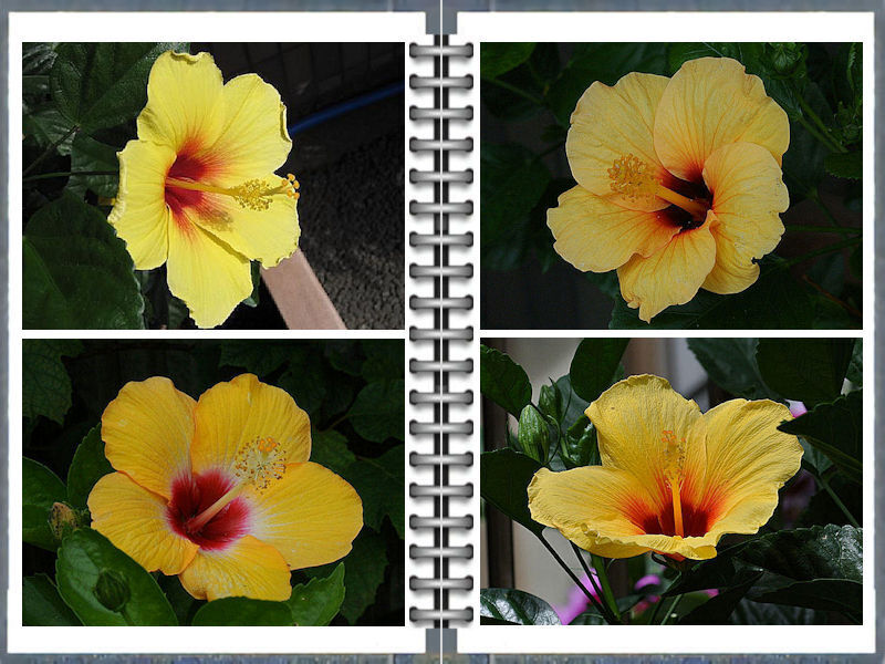 A(2033) 画像お遊び: maechan