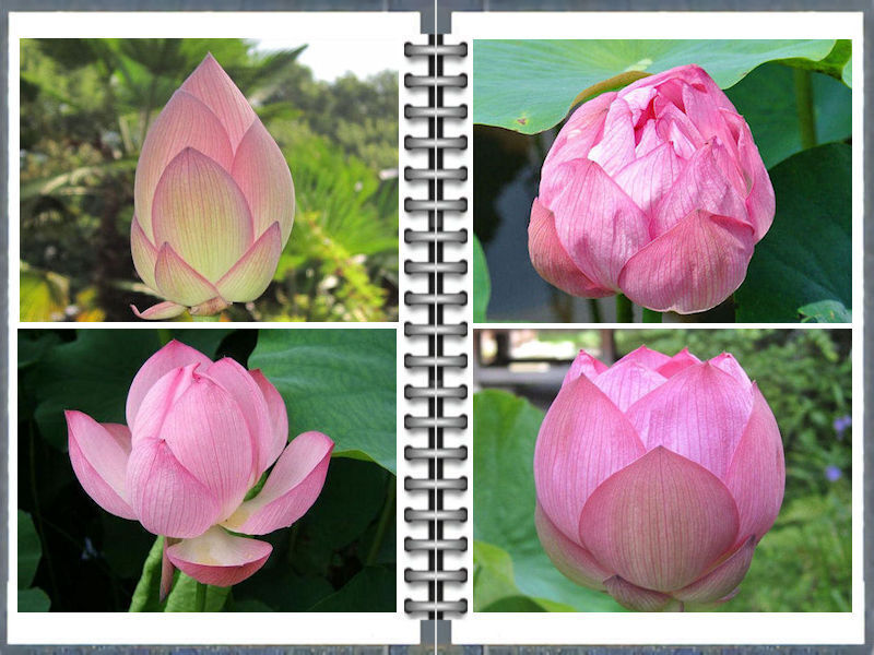 A(2052) アルバム素材集ー48: maechan