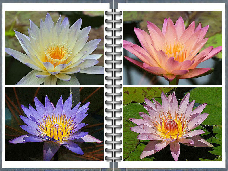 A(2053) 画像お遊び: maechan