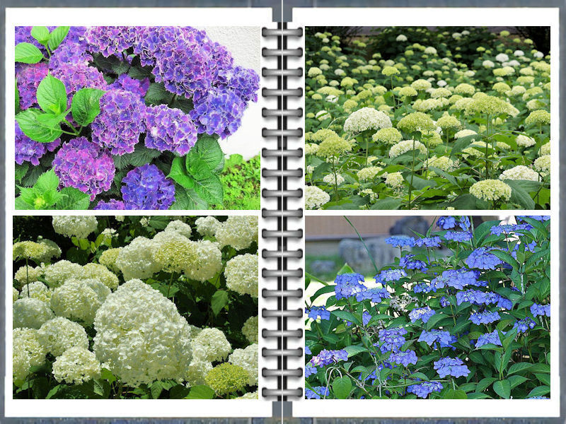 A(2062) 画像お遊び: maechan