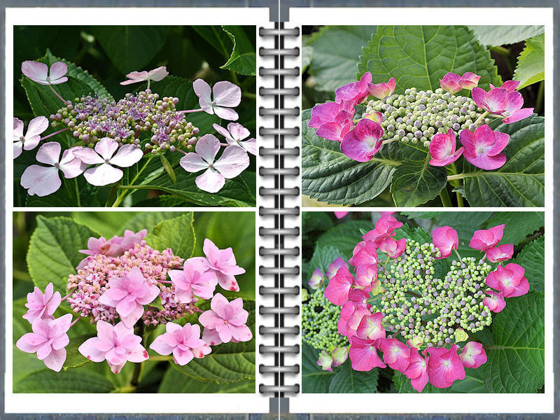 A(2067) 画像お遊び: maechan