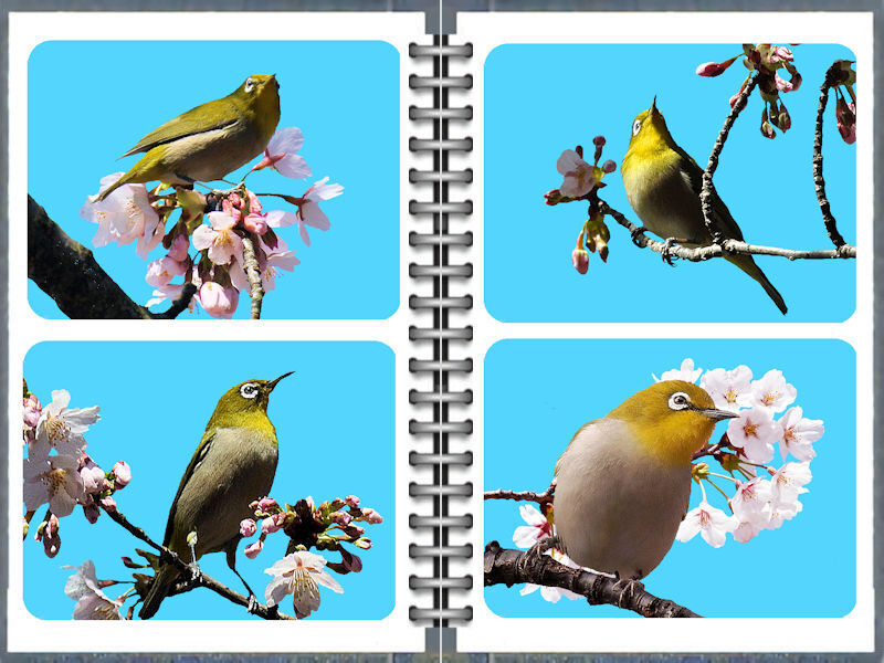 A(2089) アルバム素材集ー54: maechan