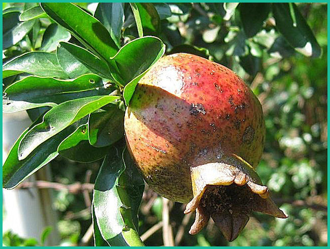 A(1867) 画像お遊び: maechan