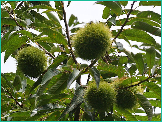 A(1867) 画像お遊び: maechan