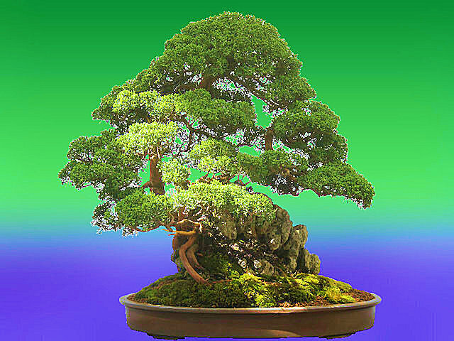 A(2161) 画像お遊び: maechan