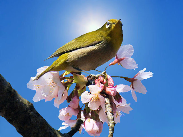 A(2162) 画像お遊び: maechan