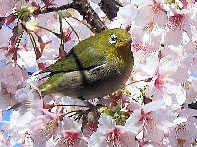 A(2163) 画像お遊び: maechan