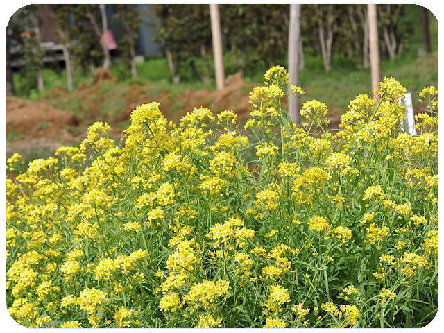 A(2177) 春を待つ (1): maechan