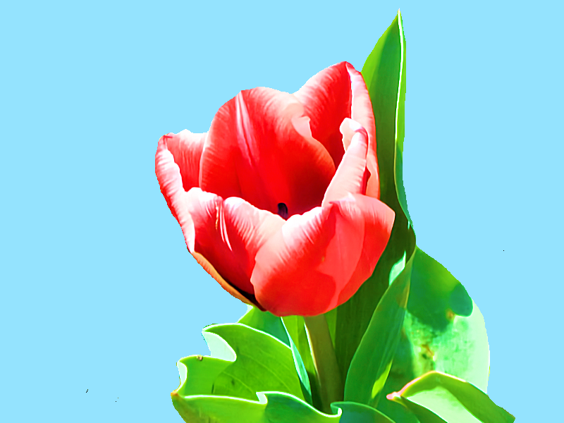 A(2197) チュリッープ (6): maechan