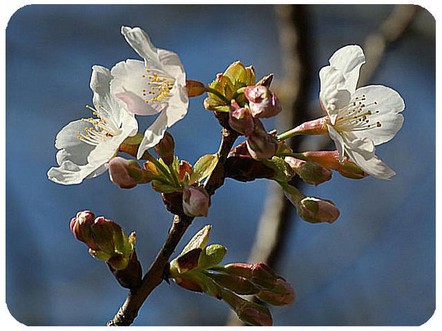 A(2203) サクラ (4): maechan