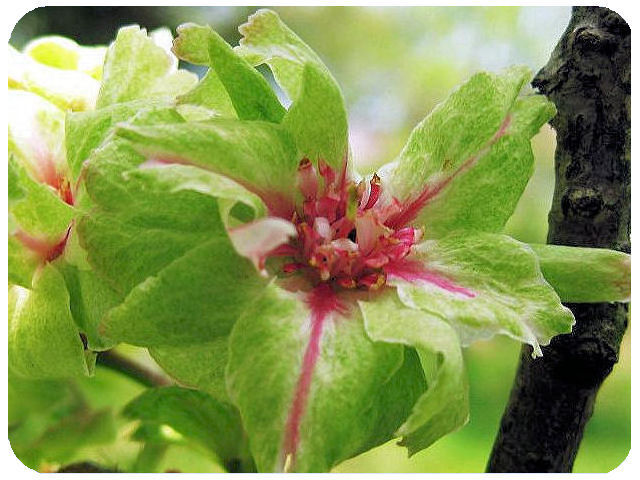 A(2206) サクラ (7): maechan