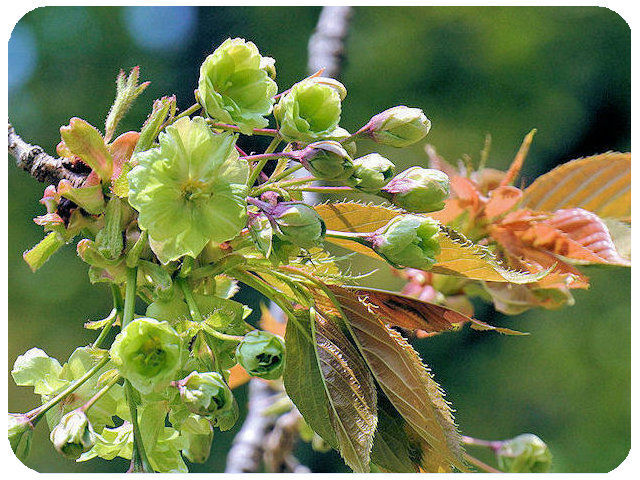 A(2411) 3月の散歩の花: maechan