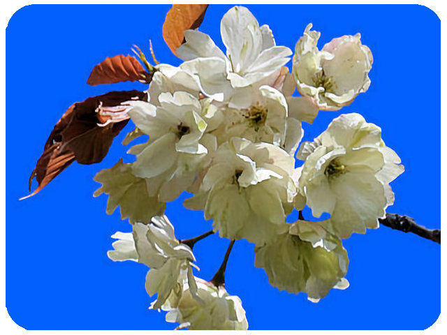 A(2207) サクラ (8): maechan