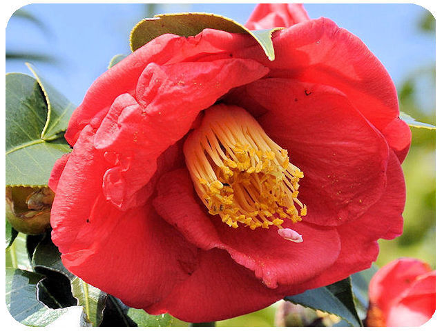 A(2237) ツバキ類 (2): maechan