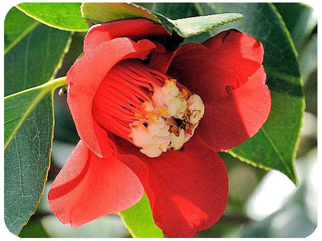 A(2237) ツバキ類 (2): maechan